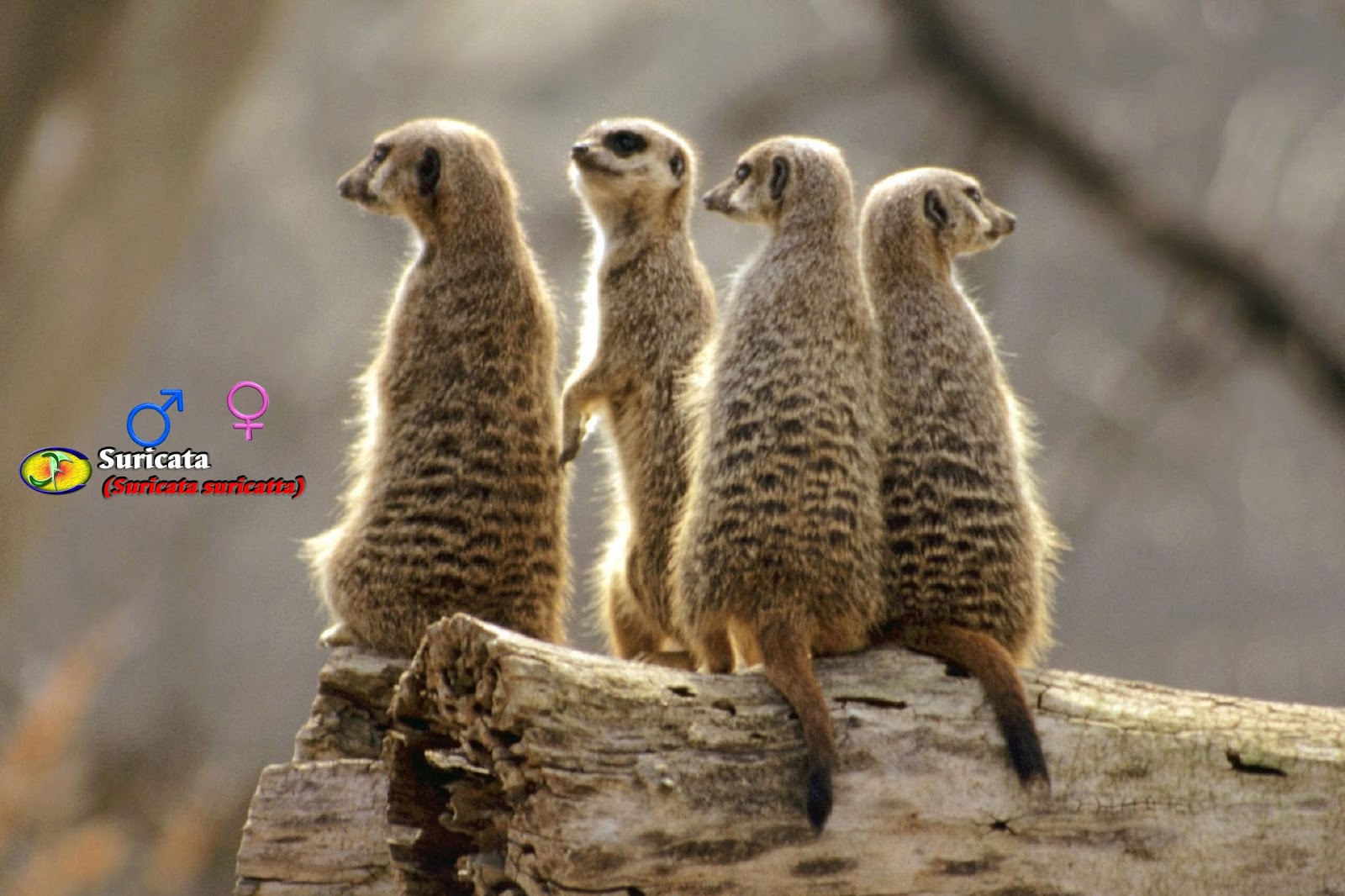 Zoologia: Suricata (Suricata suricatta)